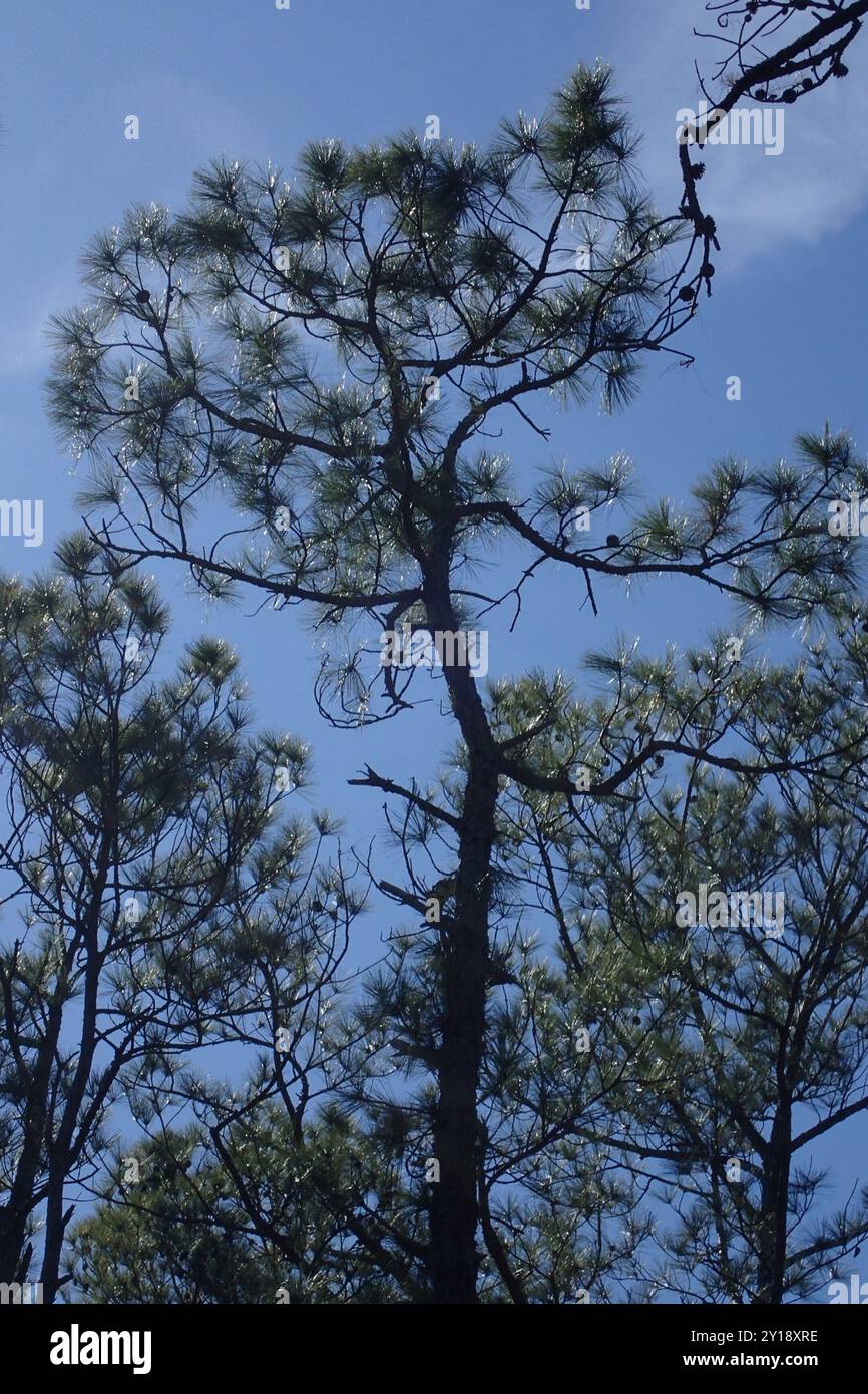 pond pine (Pinus serotina) Plantae Stock Photo - Alamy