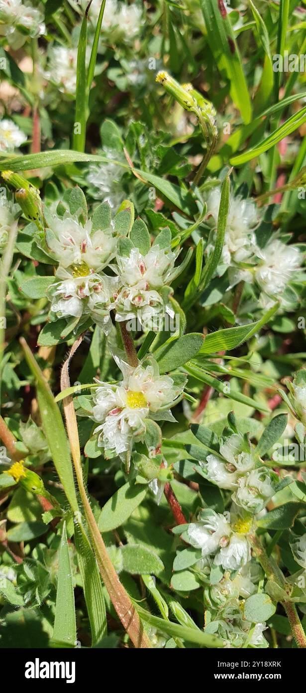 Algerian Tea (Paronychia argentea) Plantae Stock Photo - Alamy