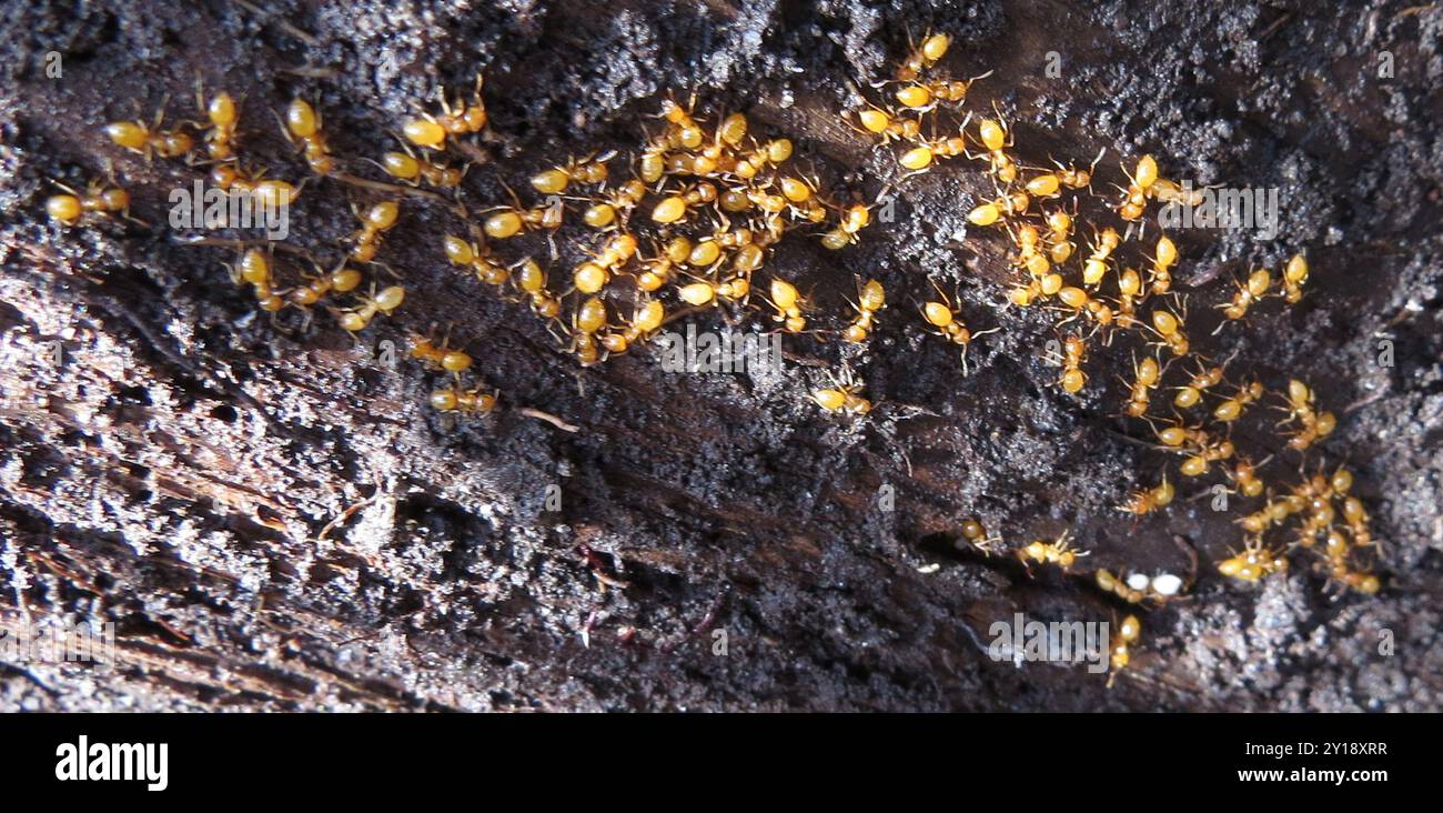 Citronella Ants, Fuzzy Ants, and Allies (Lasius) Insecta Stock Photo ...