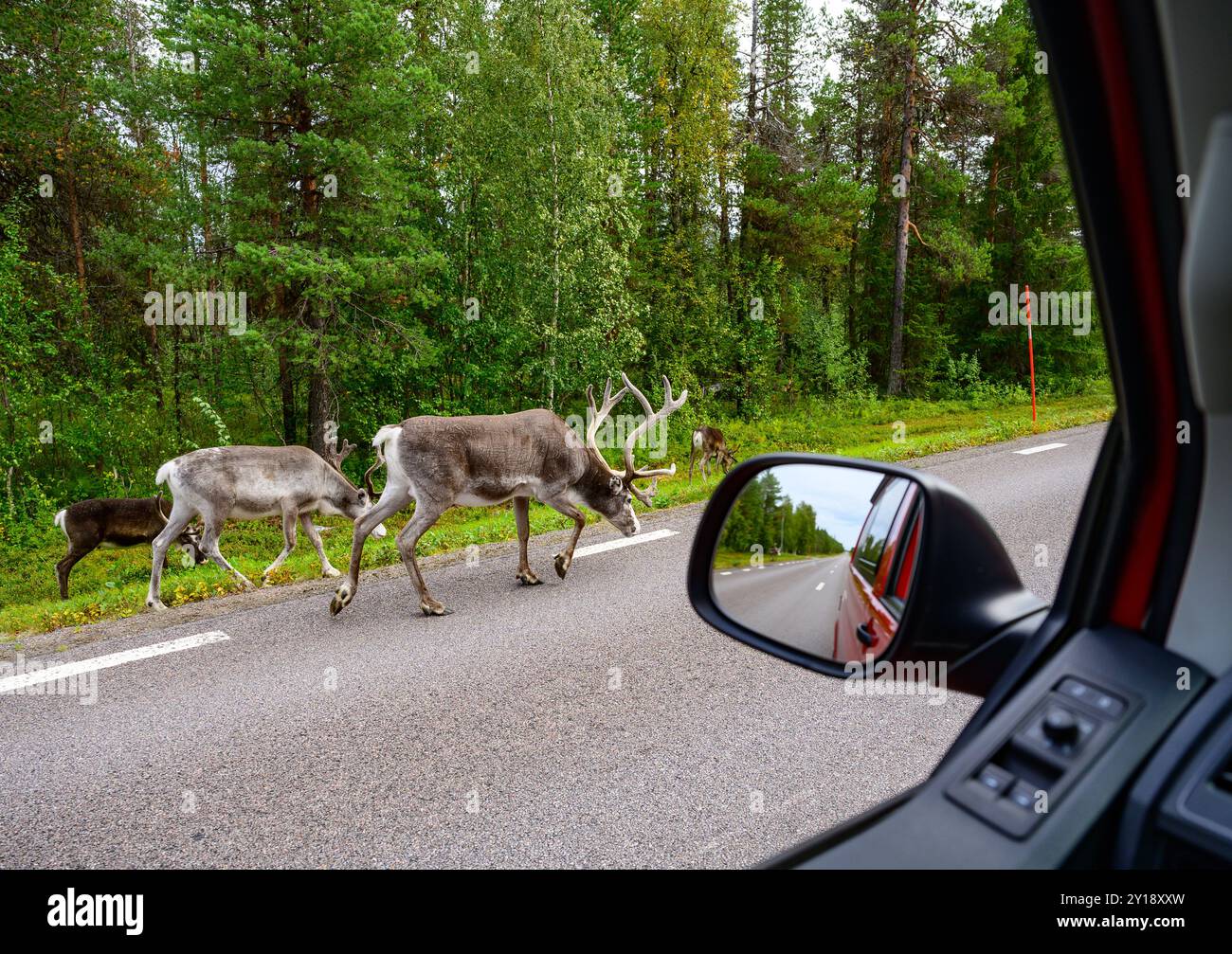 17 August 2024, Sweden, Jäckvik: Reindeer walk along the side of a road ...