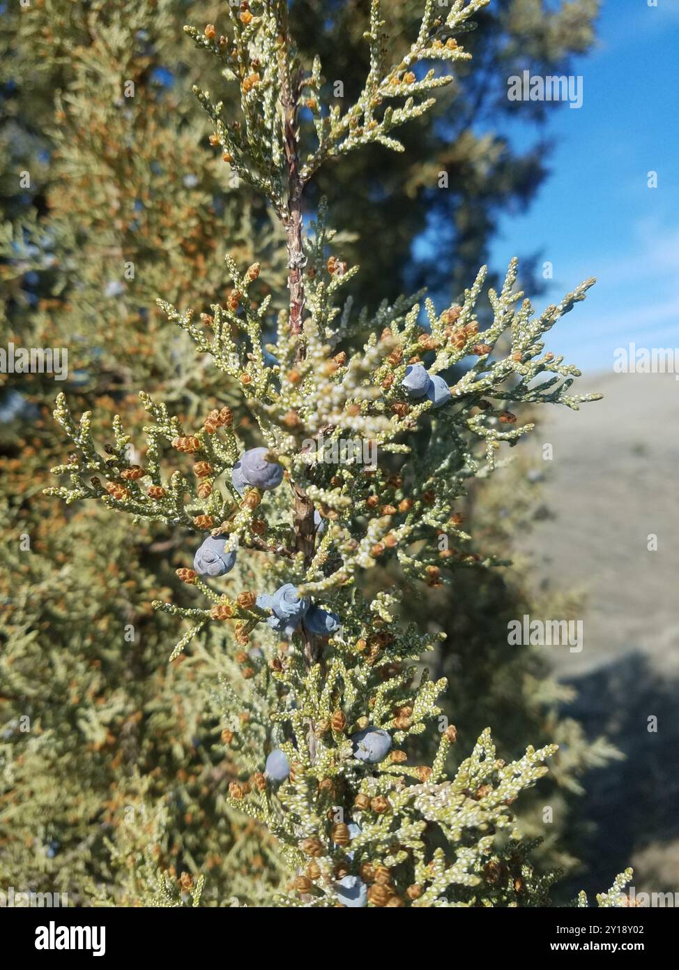 western juniper (Juniperus occidentalis) Plantae Stock Photo - Alamy