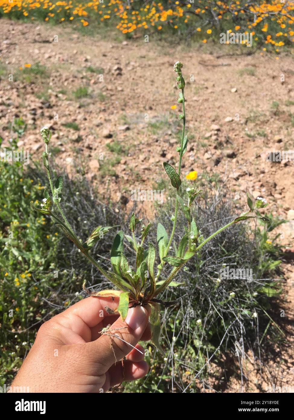 Arizona popcornflower (Plagiobothrys arizonicus) Plantae Stock Photo ...