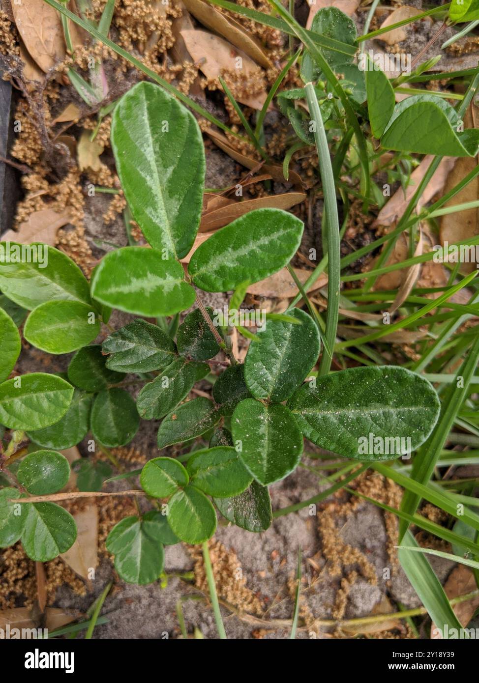 creeping beggarweed (Desmodium incanum) Plantae Stock Photo - Alamy