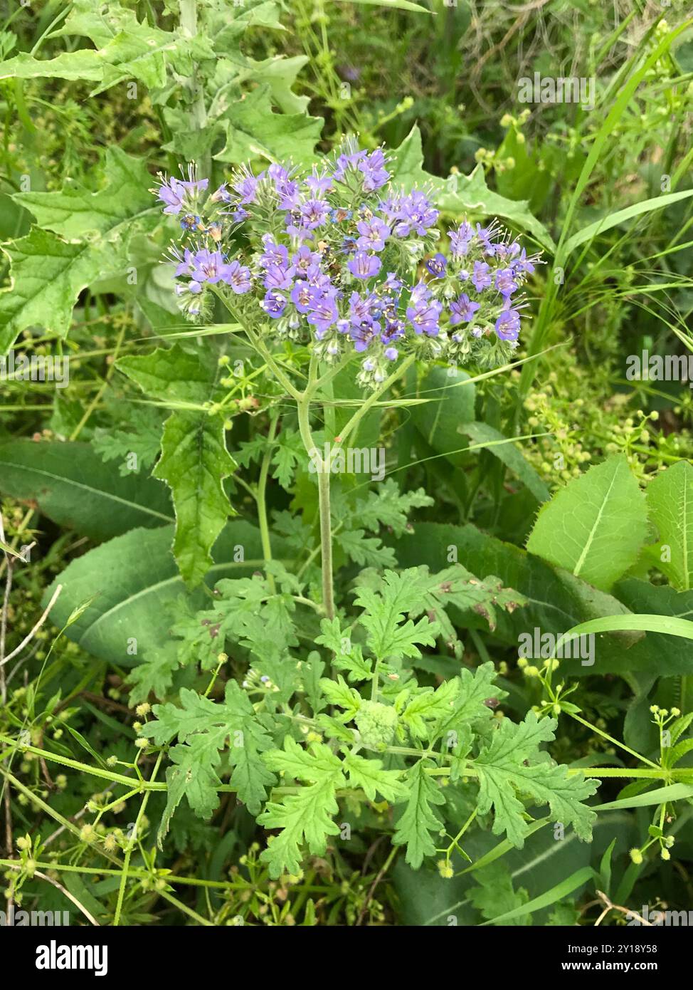 Blue Curls (Phacelia congesta) Plantae Stock Photo - Alamy