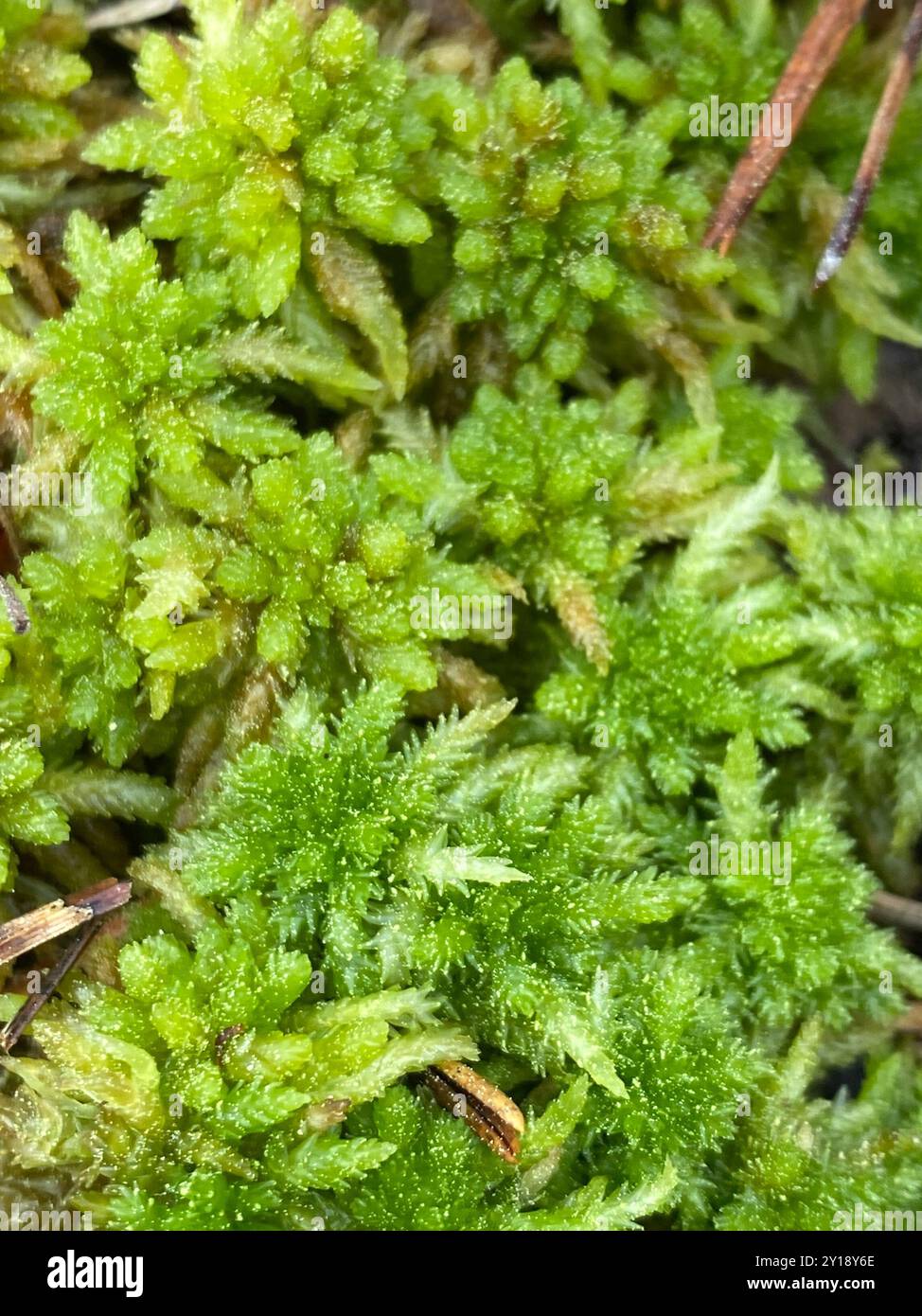 Prairie Peatmoss (Sphagnum palustre) Plantae Stock Photo - Alamy