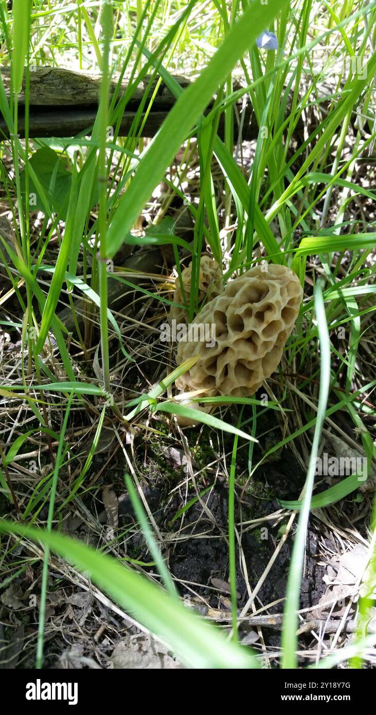 white morel (Morchella americana) Fungi Stock Photo - Alamy