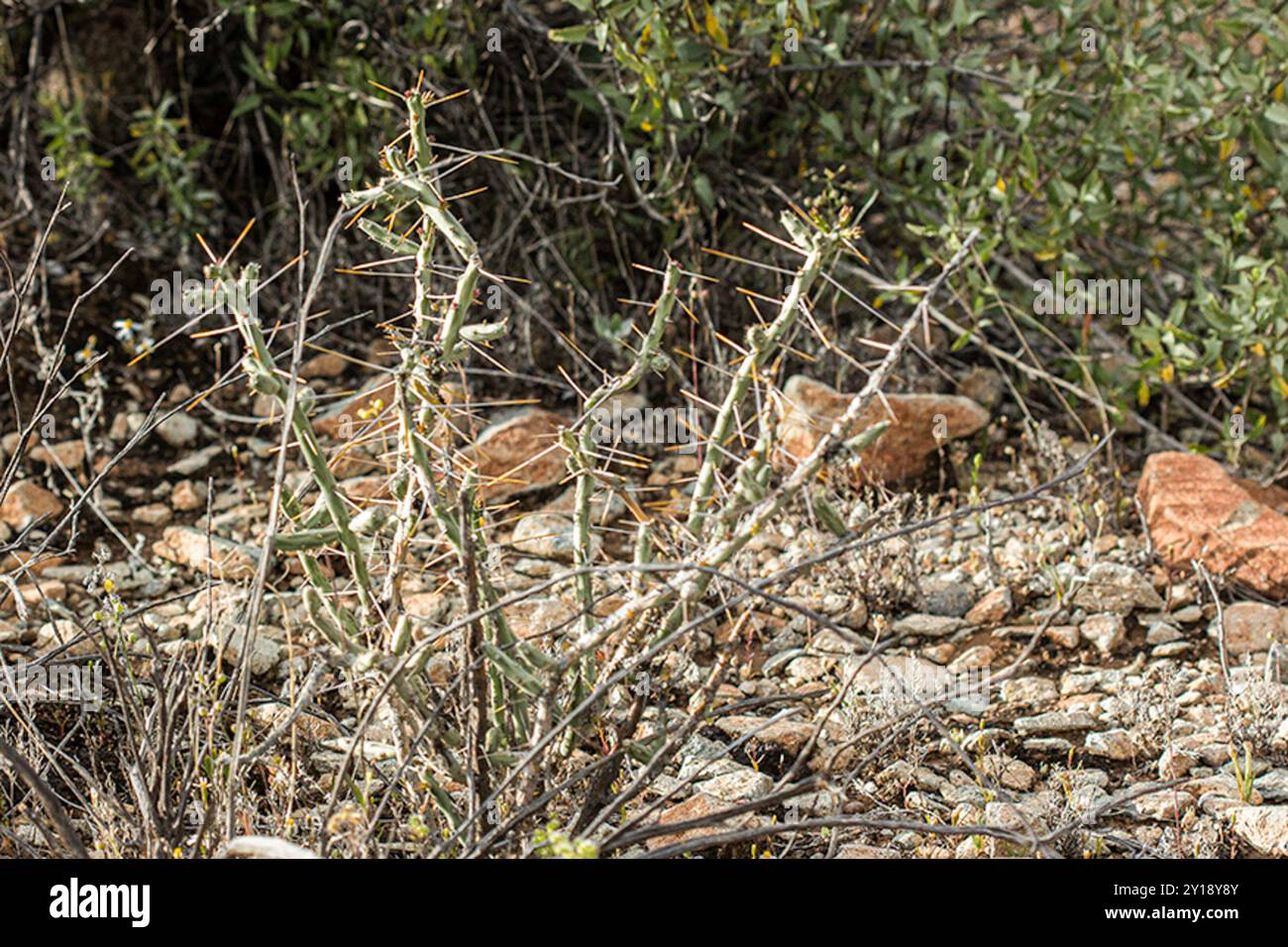 Christmas cholla (Cylindropuntia leptocaulis) Plantae Stock Photo - Alamy