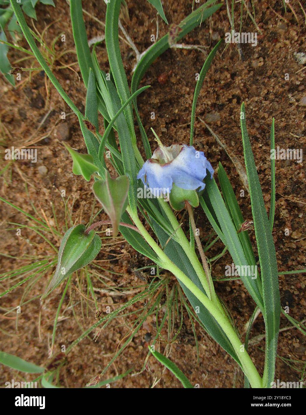 (Trichodesma angustifolium) Plantae Stock Photo - Alamy