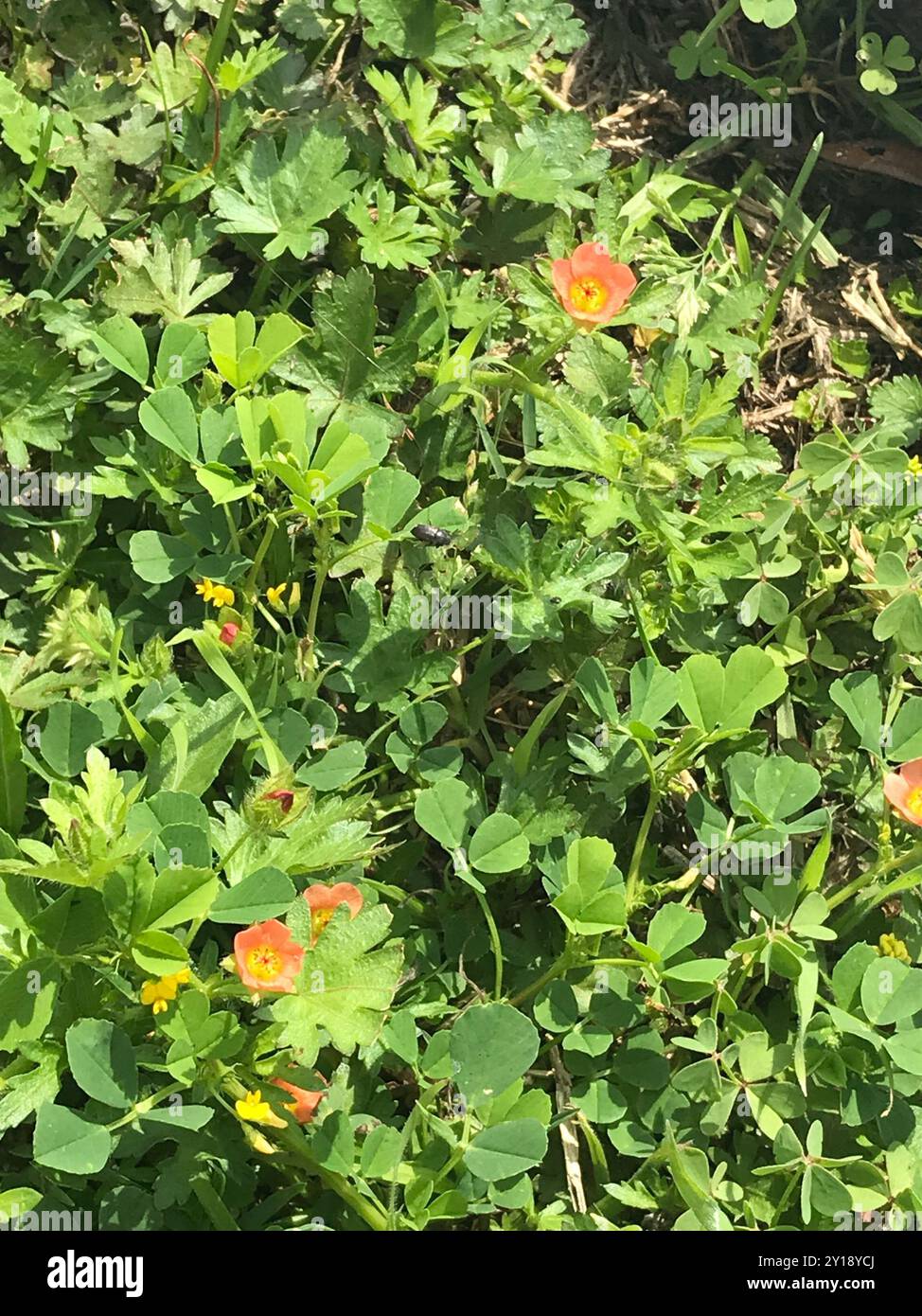 Modiola caroliniana hi-res stock photography and images - Alamy