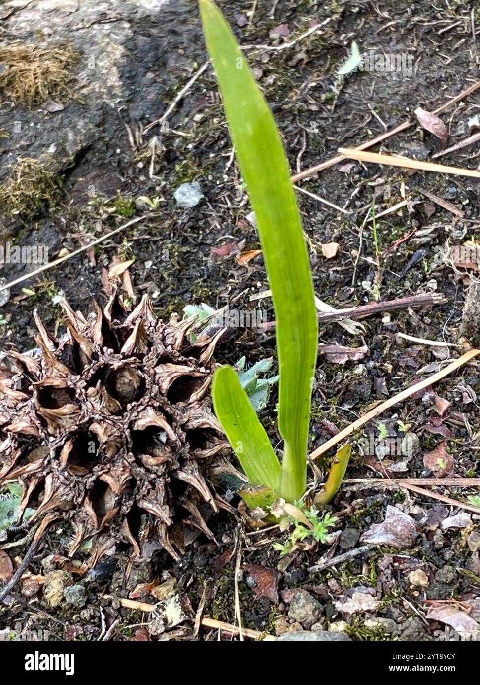 plants (Plantae) Plantae Stock Photo - Alamy