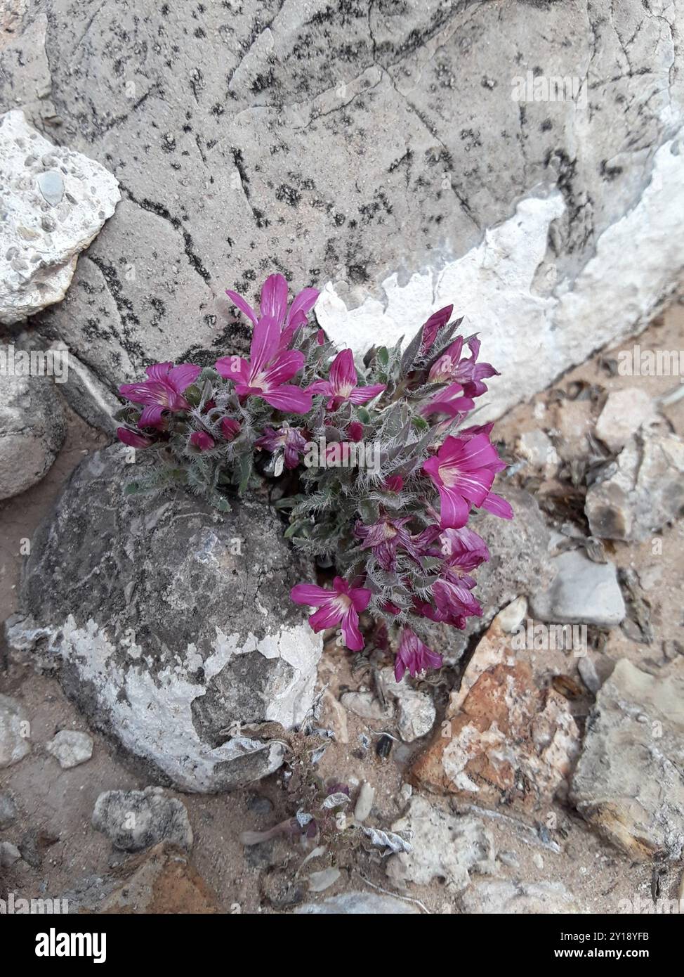 Early shaggytuft (Stenandrium barbatum) Plantae Stock Photo - Alamy