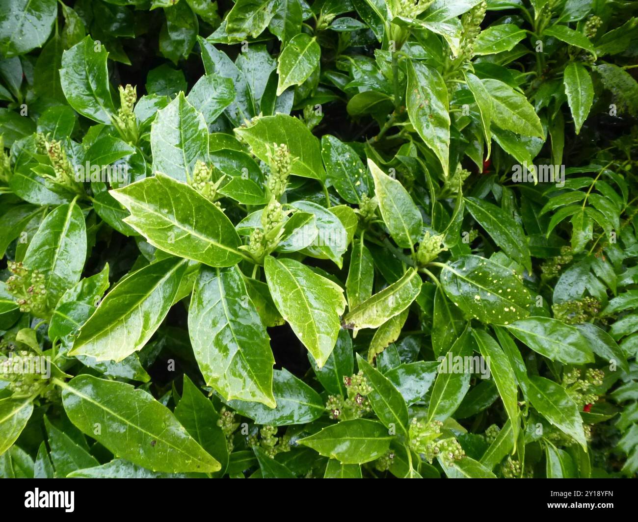 flowering plants (Angiospermae) Plantae Stock Photo - Alamy