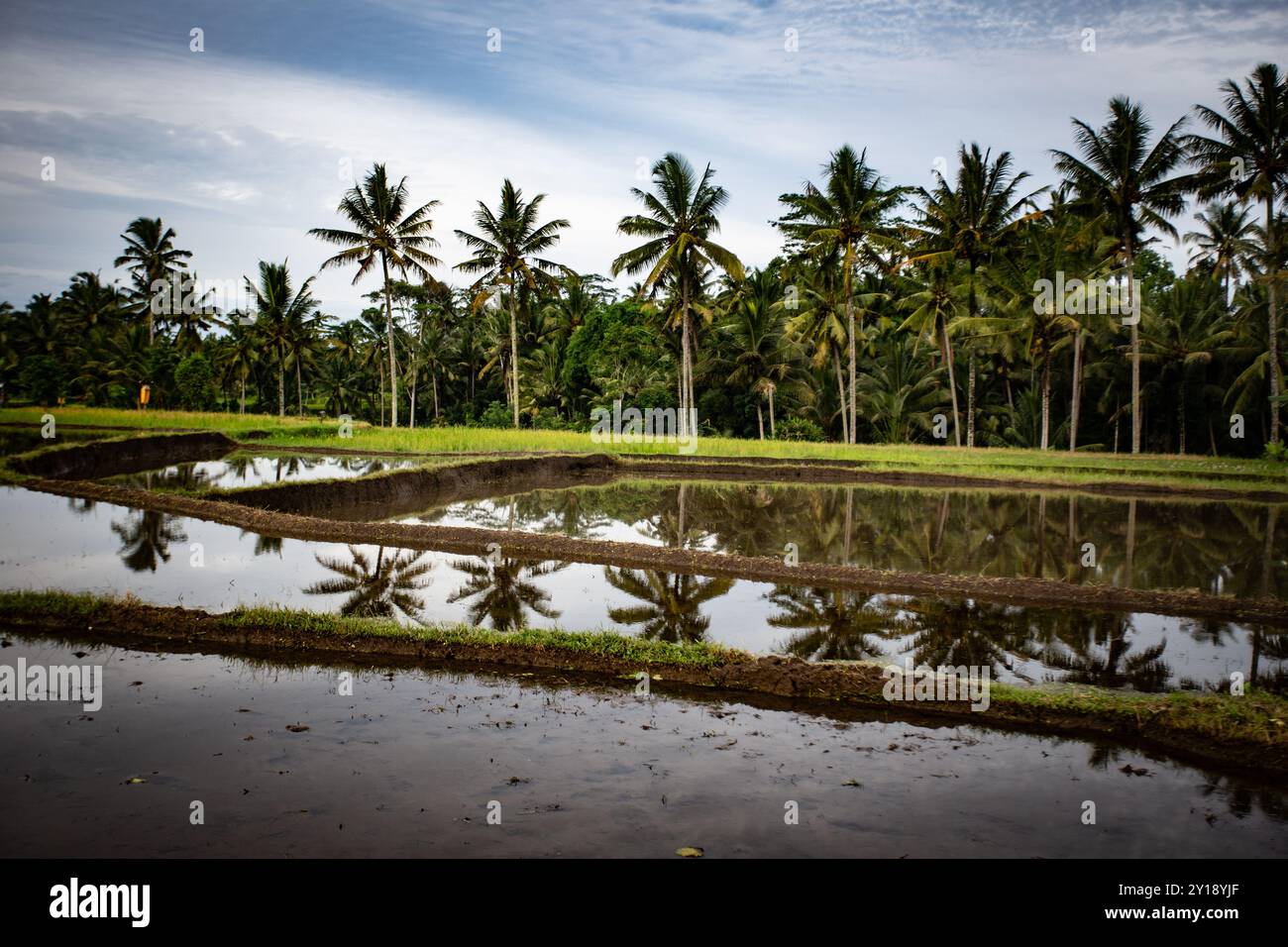 Palm Tree Reflections in a rice paddy Stock Photo - Alamy