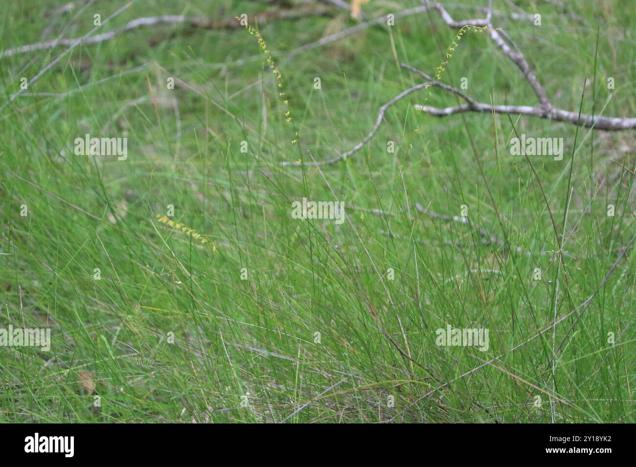 (Stackhousia nuda) Plantae Stock Photo - Alamy