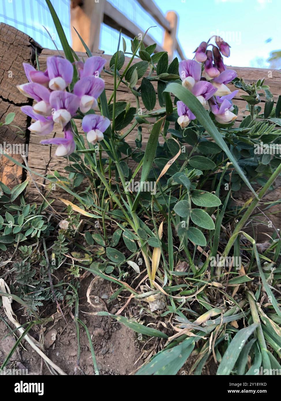 Pacific pea (Lathyrus vestitus) Plantae Stock Photo - Alamy