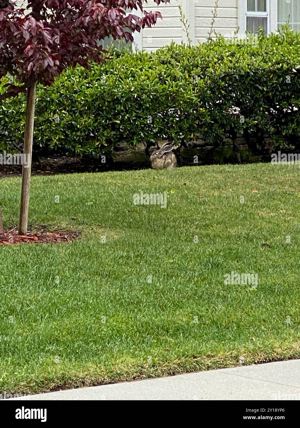 Black-tailed Jackrabbit (Lepus californicus) Mammalia Stock Photo - Alamy