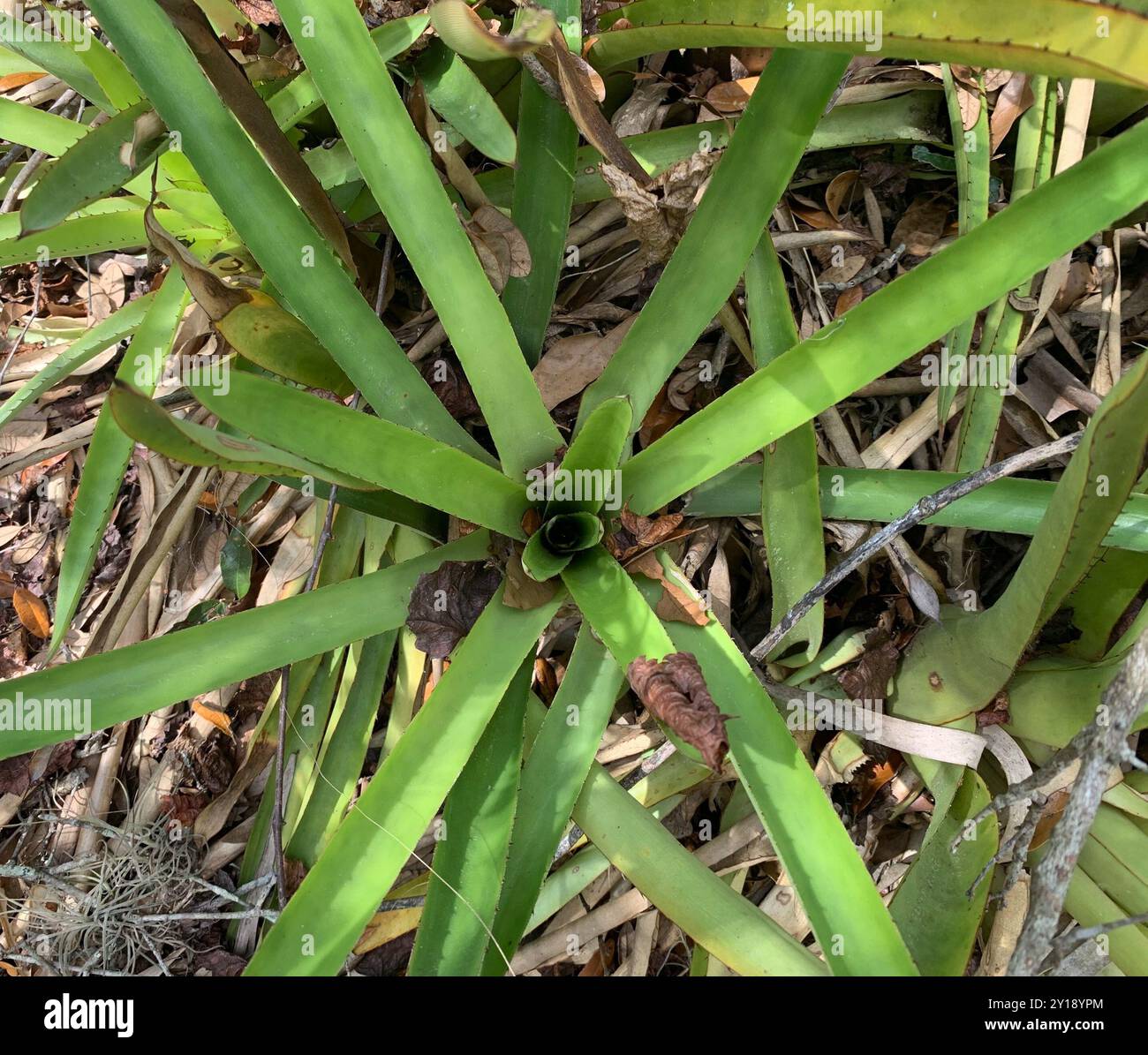 bromeliads (Bromeliaceae) Plantae Stock Photo - Alamy