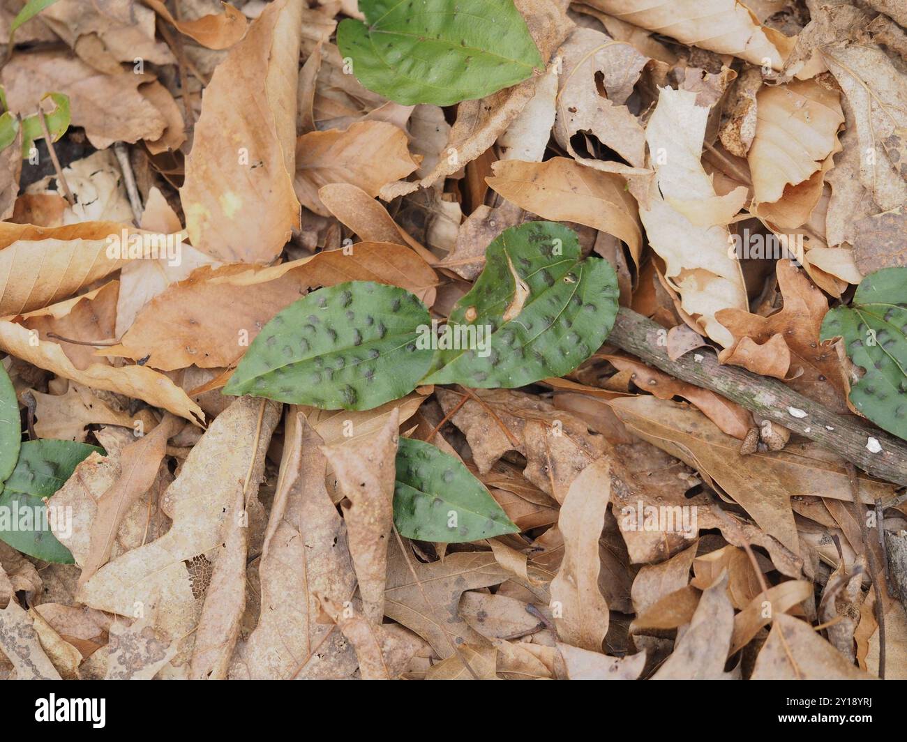 crane-fly orchid (Tipularia discolor) Plantae Stock Photo - Alamy