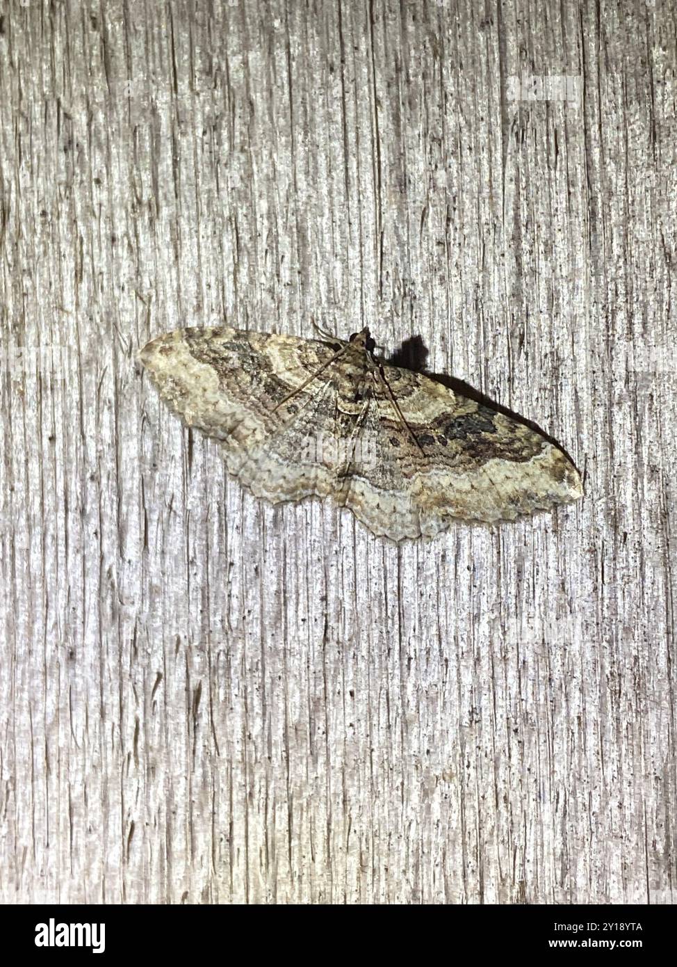 Bent-lined Carpet (Costaconvexa centrostrigaria) Insecta Stock Photo ...