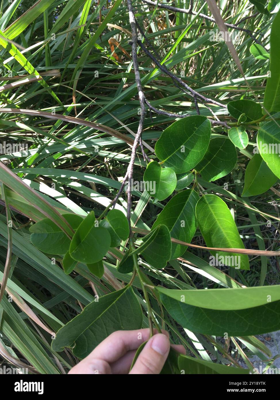 Pond Apple (Annona glabra) Plantae Stock Photo - Alamy