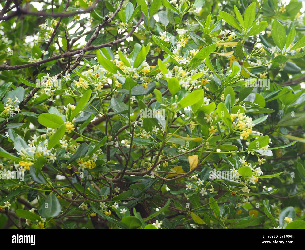 Japanese cheesewood (Pittosporum tobira) Plantae Stock Photo - Alamy