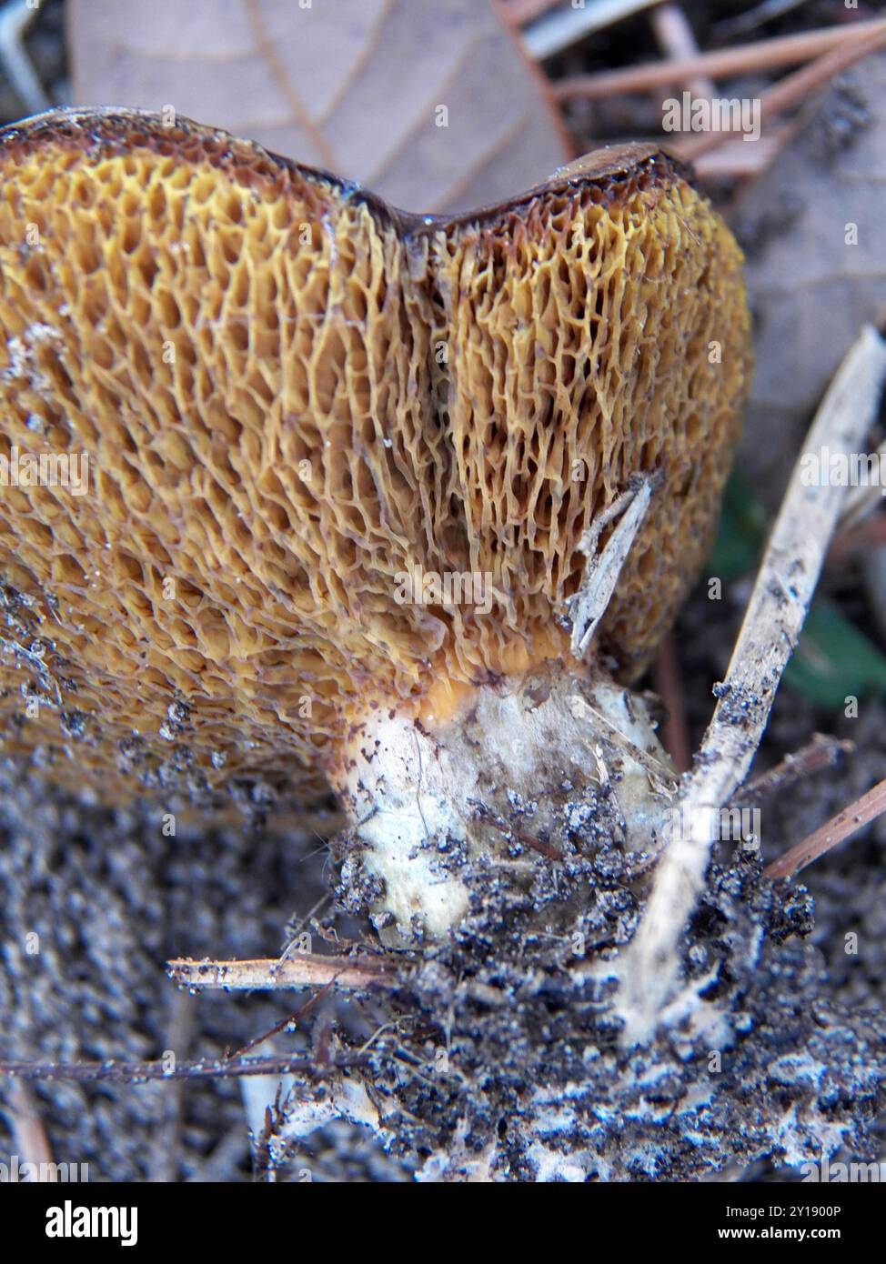 ash-tree bolete (Boletinellus merulioides) Fungi Stock Photo - Alamy