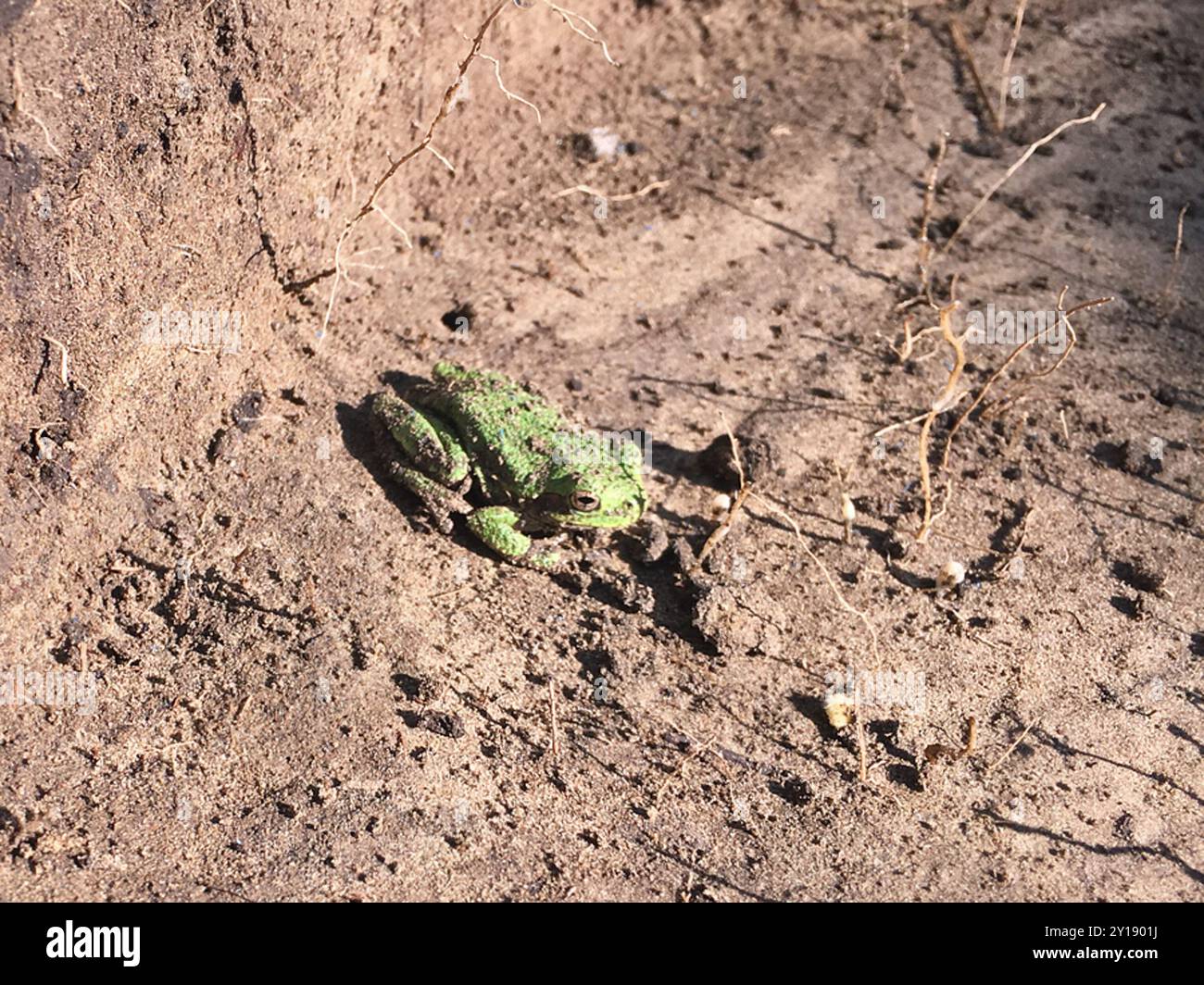 Holarctic Treefrogs (Hyla) Amphibia Stock Photo - Alamy