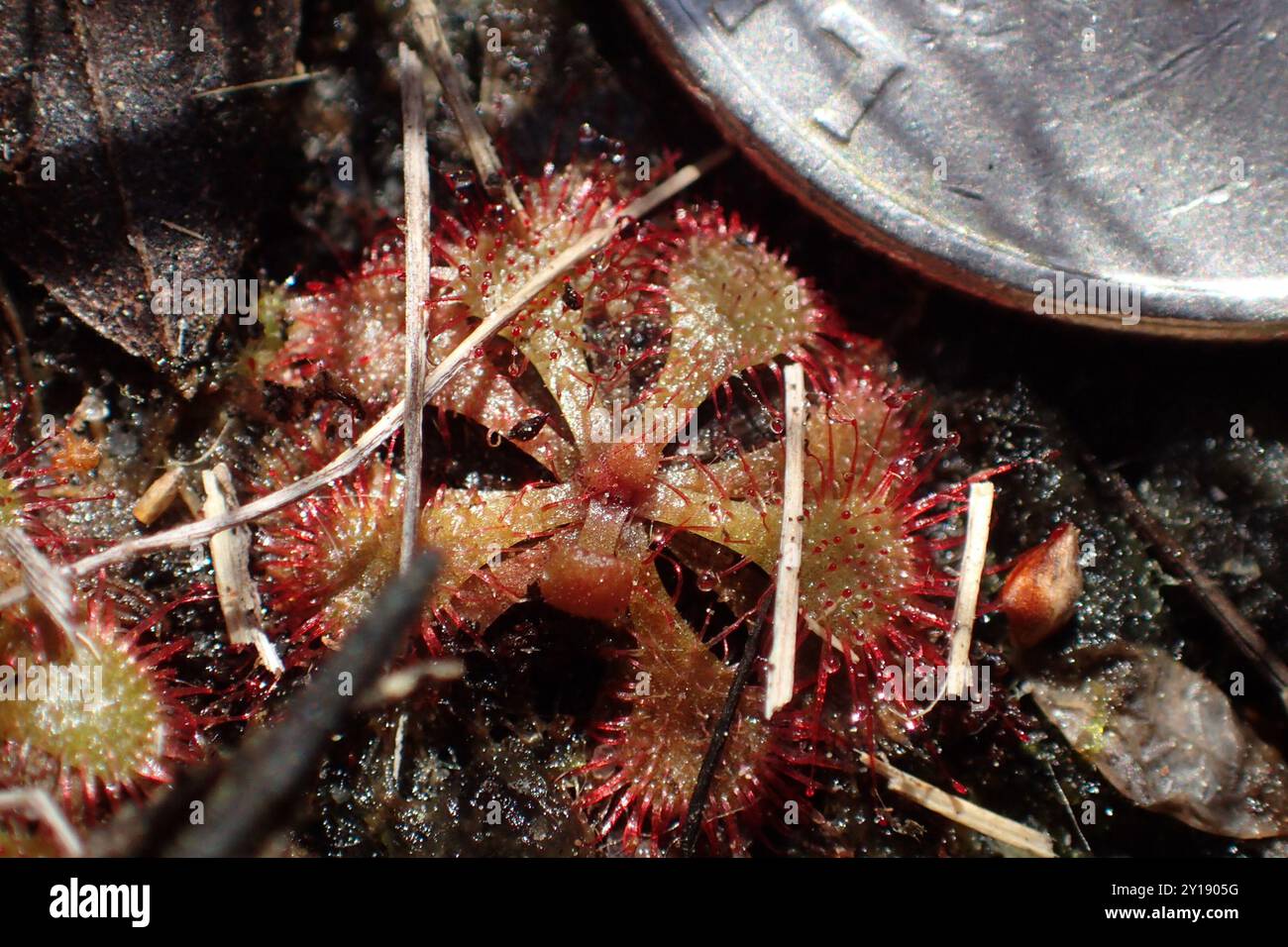 dwarf sundew (Drosera brevifolia) Plantae Stock Photo - Alamy