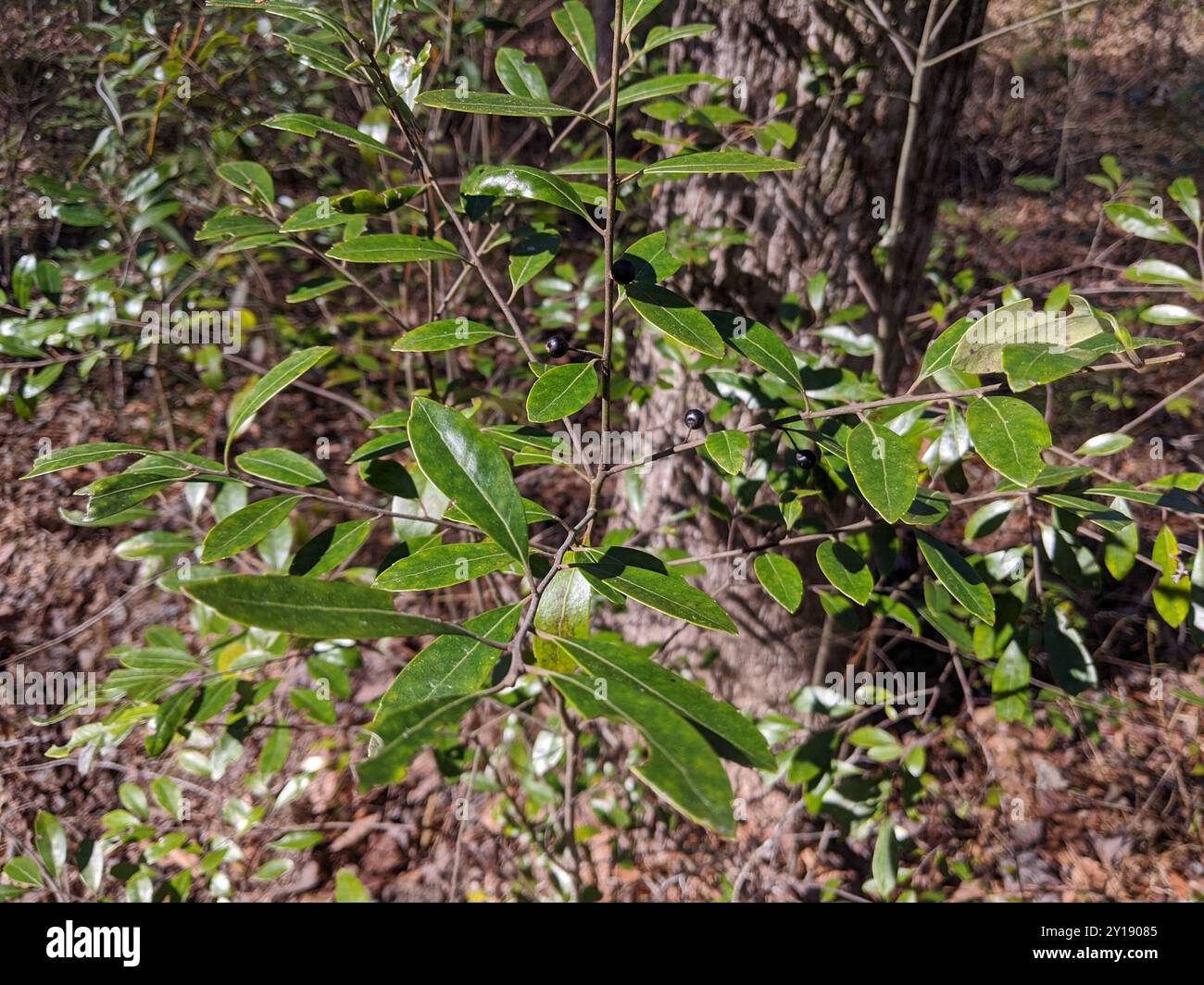 gallberry (Ilex glabra) Plantae Stock Photo - Alamy