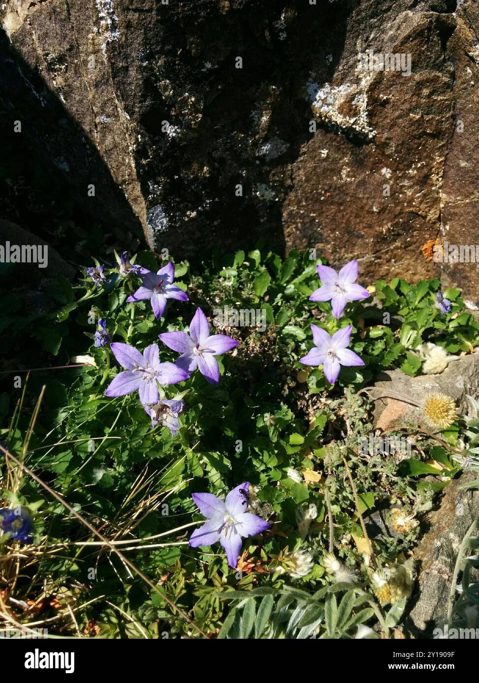 Olympic Bellflower (Campanula piperi) Plantae Stock Photo - Alamy