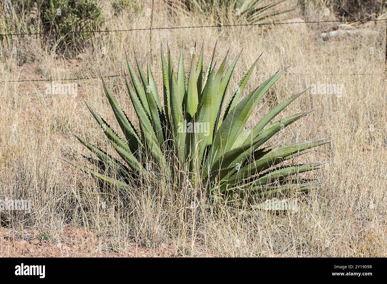Palmer's agave (Agave palmeri) Plantae Stock Photo - Alamy