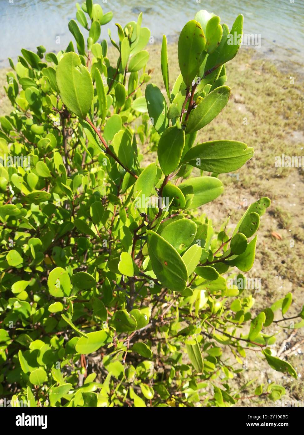 White-flowered black mangrove (Lumnitzera racemosa) Plantae Stock Photo ...