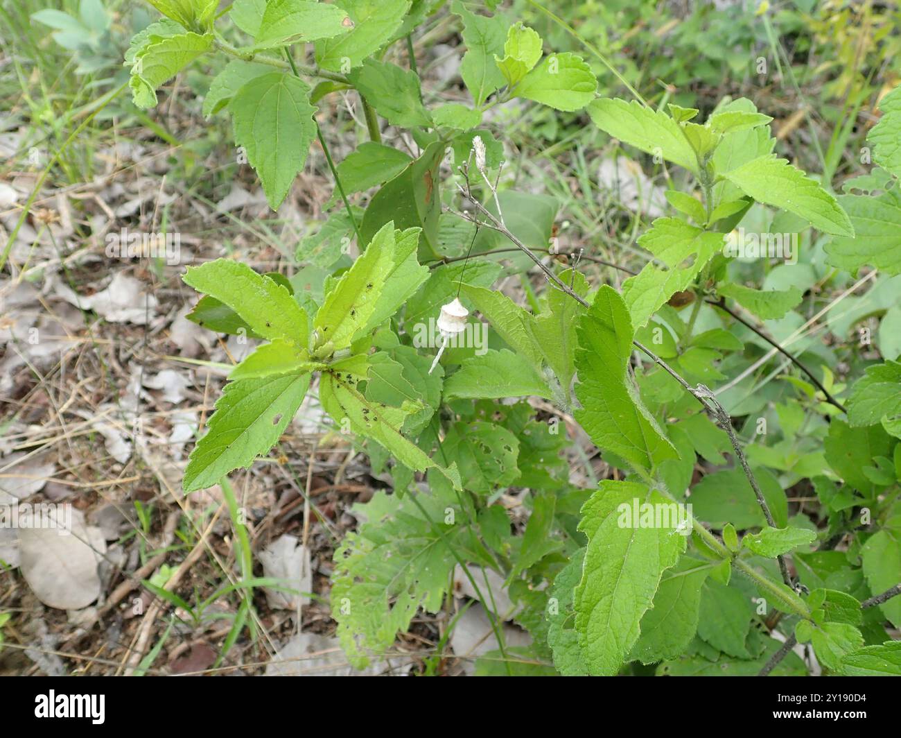 Two-tailed Spiders (Hersiliidae) Arachnida Stock Photo - Alamy
