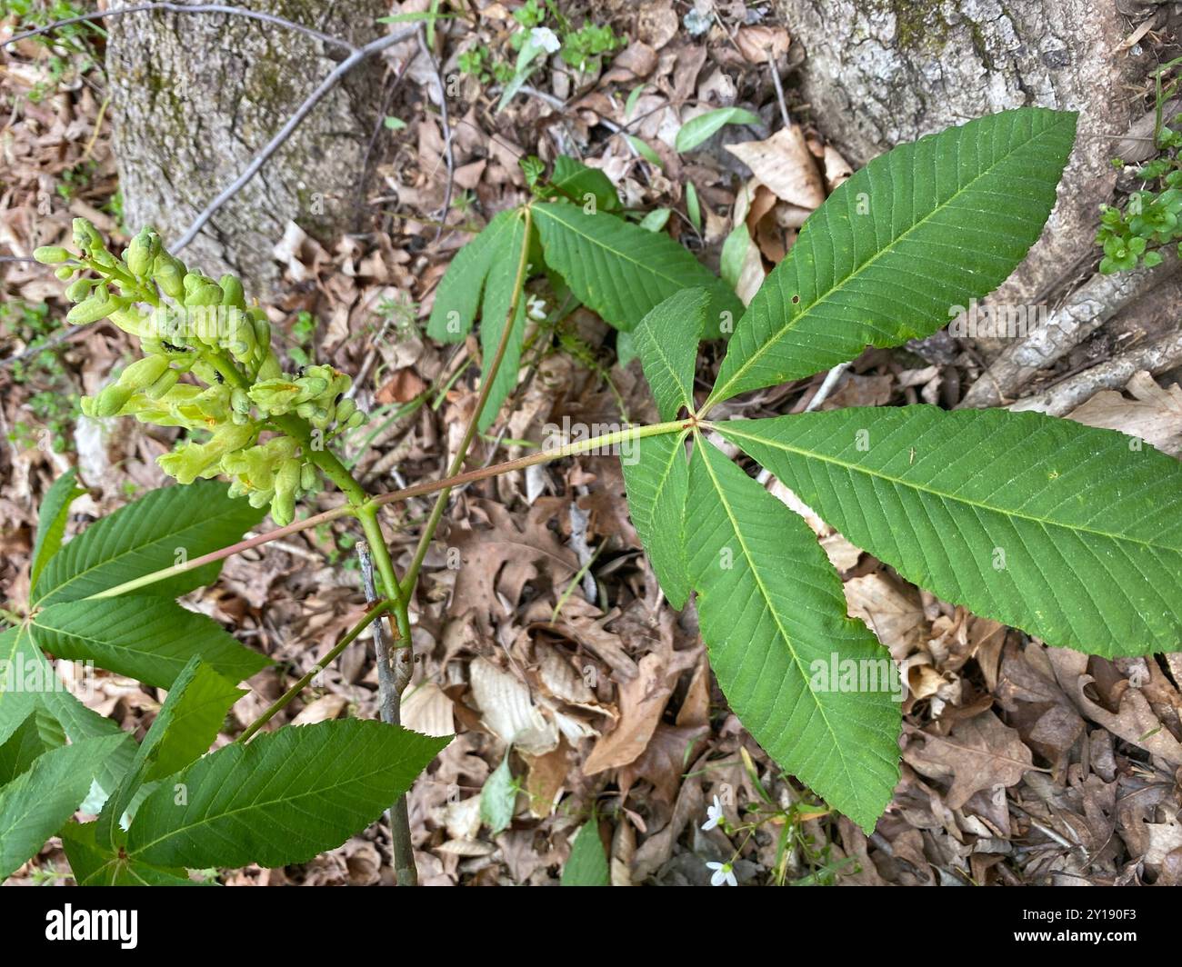 painted buckeye (Aesculus sylvatica) Plantae Stock Photo - Alamy