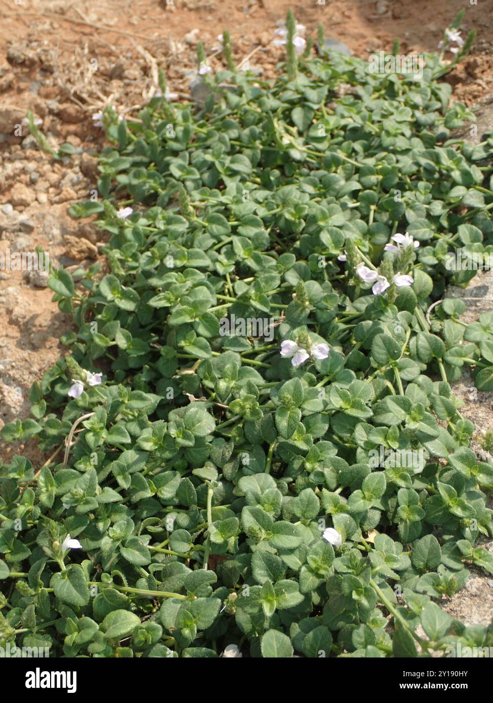 (Rostellularia hayatae) Plantae Stock Photo - Alamy