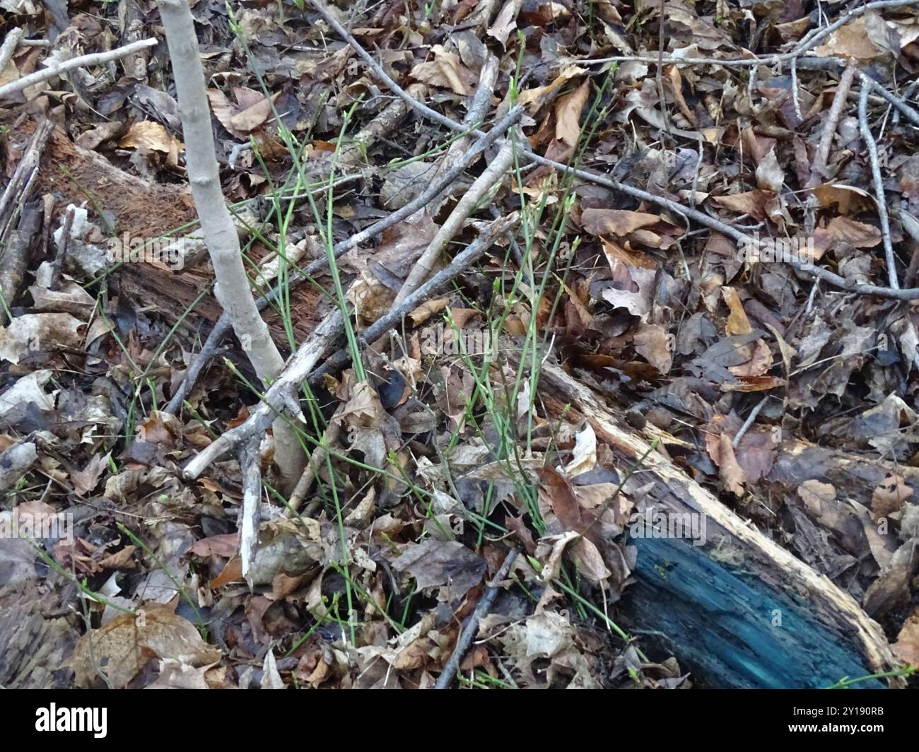 Running Strawberry-bush (Euonymus obovatus) Plantae Stock Photo - Alamy