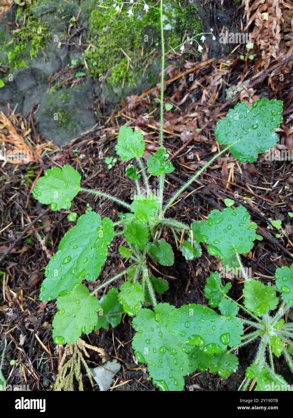 crevice alumroot (Heuchera micrantha) Plantae Stock Photo - Alamy