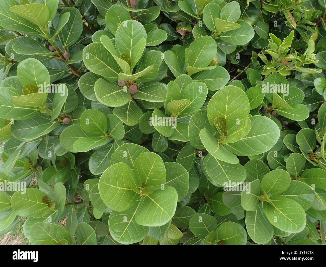 (Ficus pedunculosa mearnsii) Plantae Stock Photo - Alamy