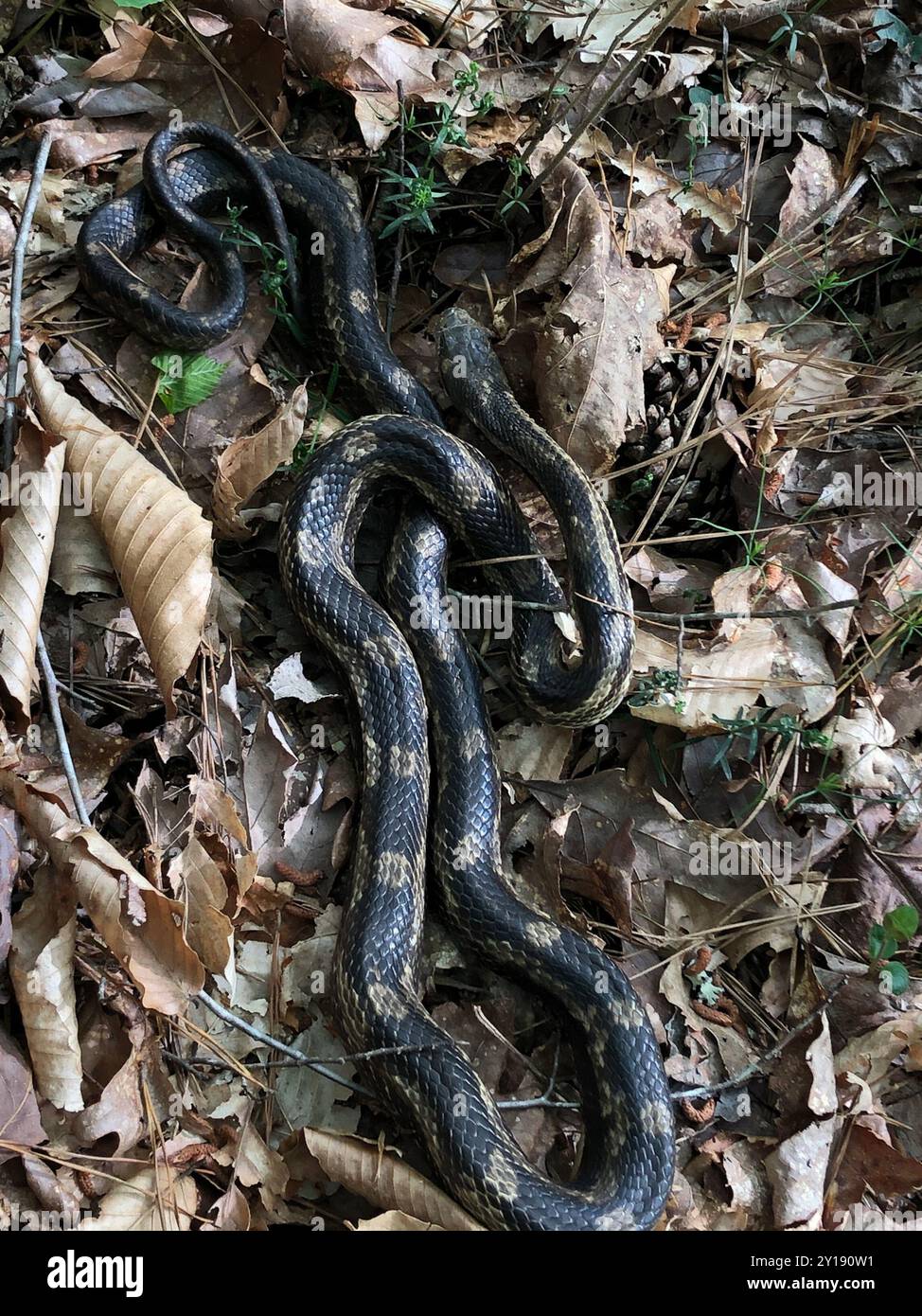 Gray Ratsnake (Pantherophis spiloides) Reptilia Stock Photo - Alamy