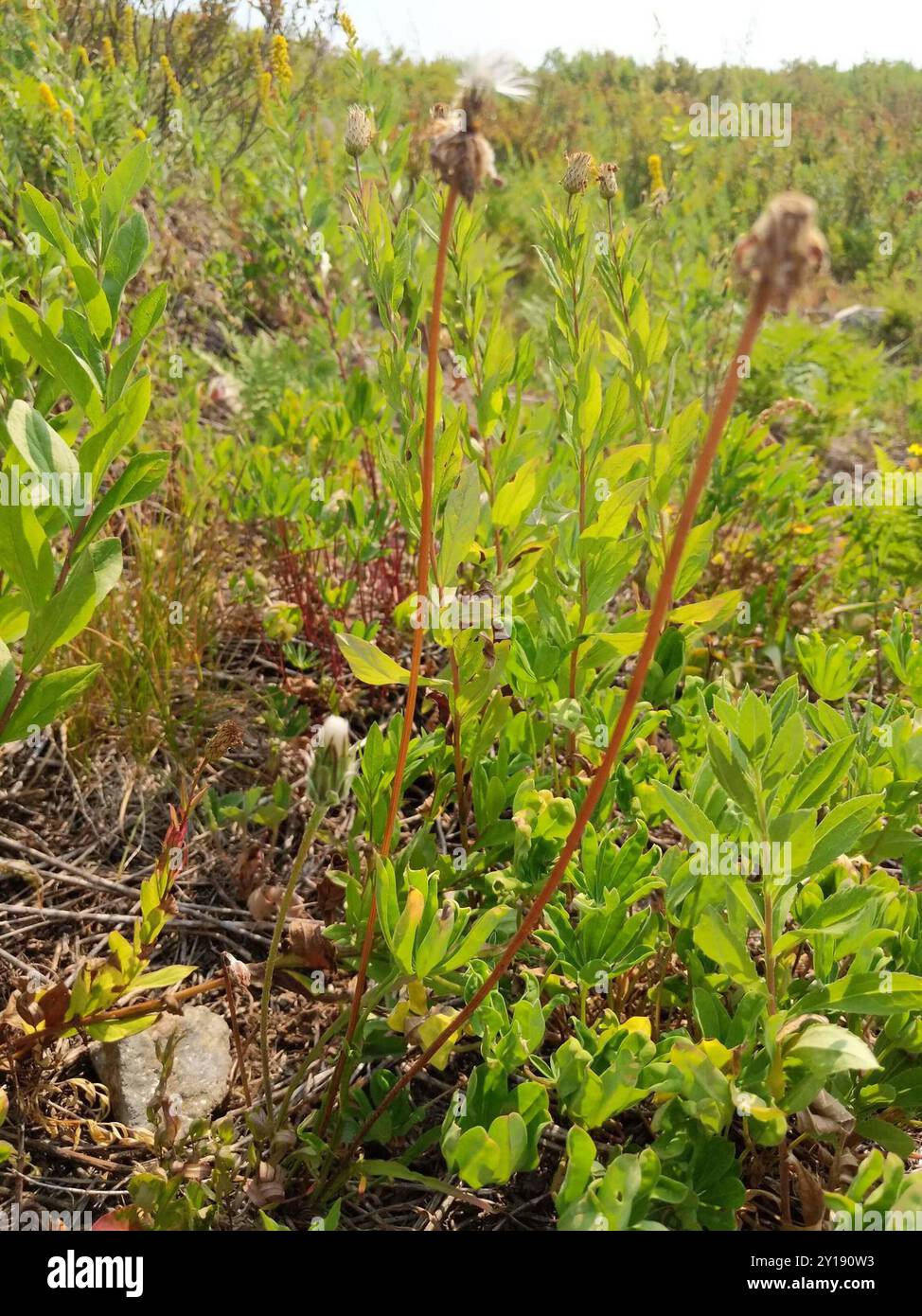 Tall Agoseris (Agoseris elata) Plantae Stock Photo - Alamy