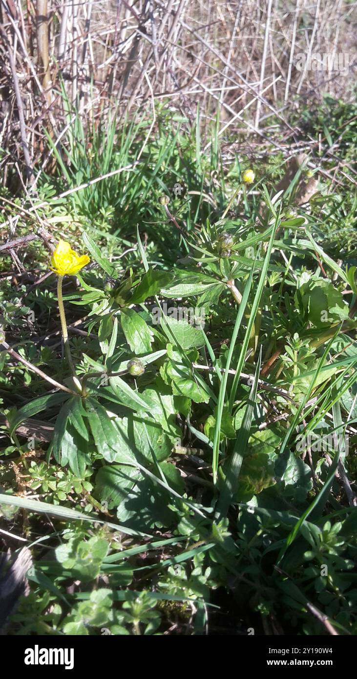Goldilocks Buttercup (Ranunculus auricomus) Plantae Stock Photo - Alamy