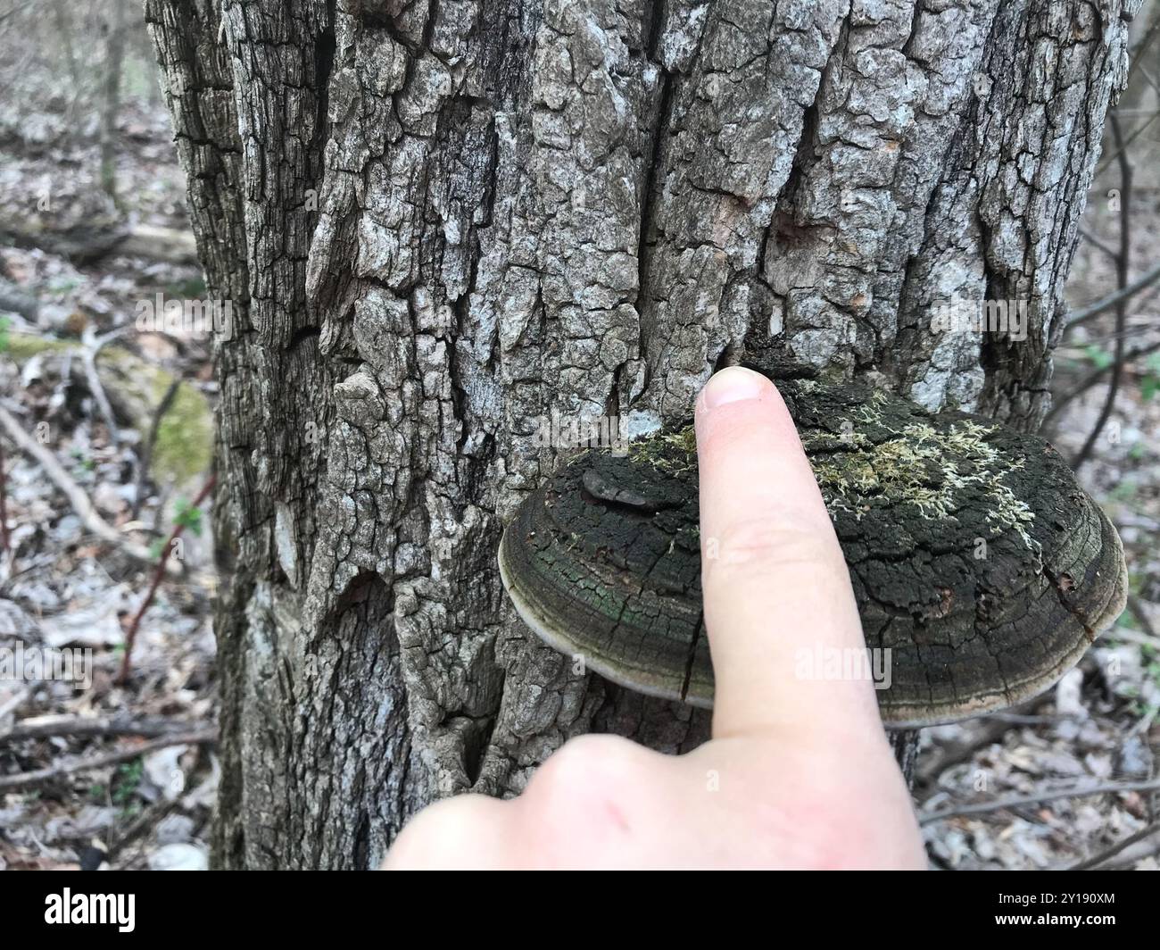 Cracked Cap Polypore (Fulvifomes robiniae) Fungi Stock Photo - Alamy