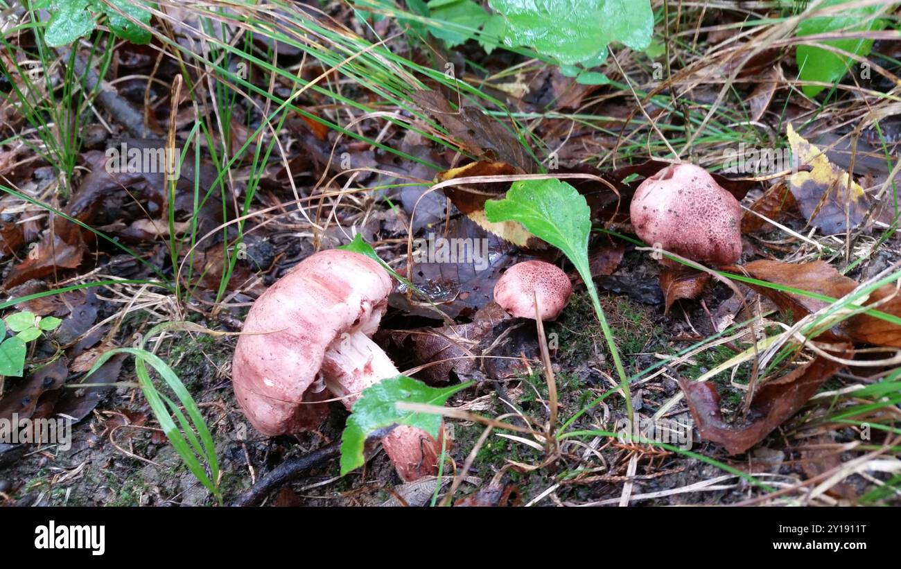 pinkmottle woodwax (Hygrophorus russula) Fungi Stock Photo - Alamy