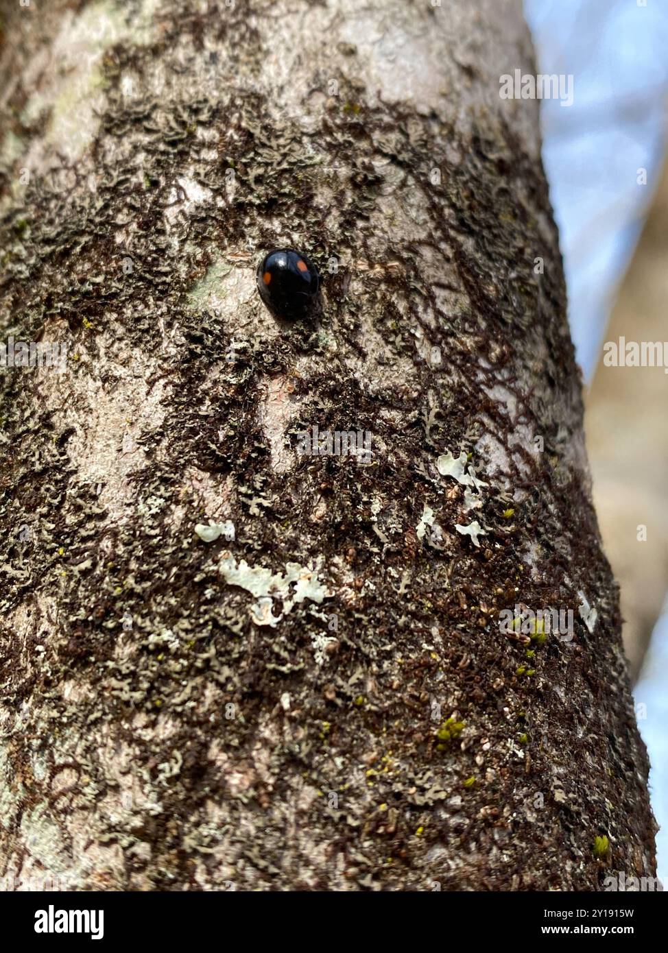 Twice-stabbed Lady Beetles (Chilocorus) Insecta Stock Photo - Alamy