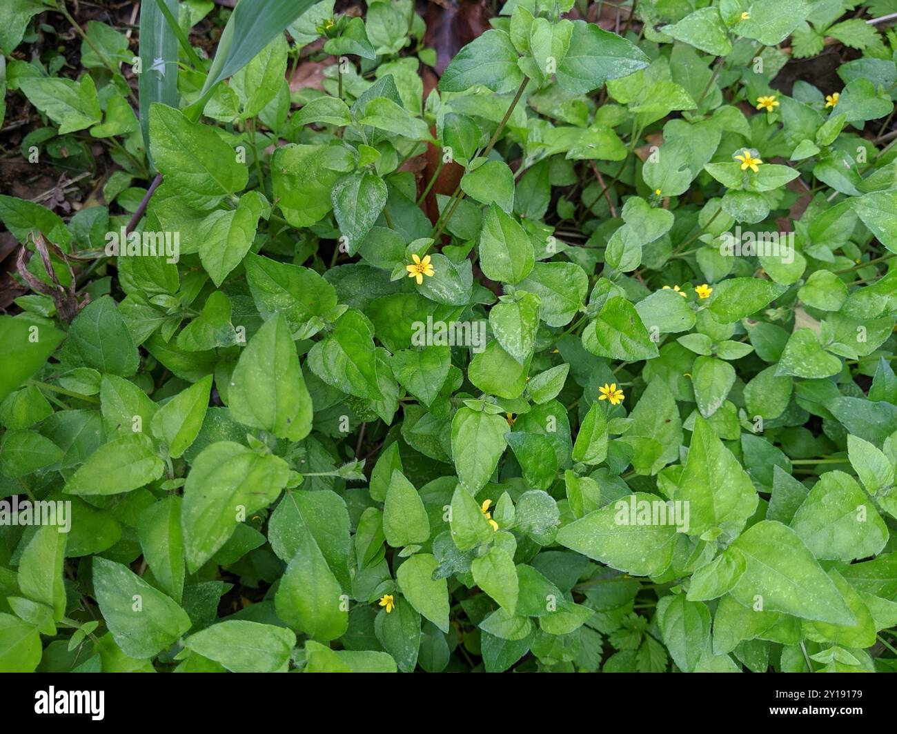 straggler daisy (Calyptocarpus vialis) Plantae Stock Photo - Alamy