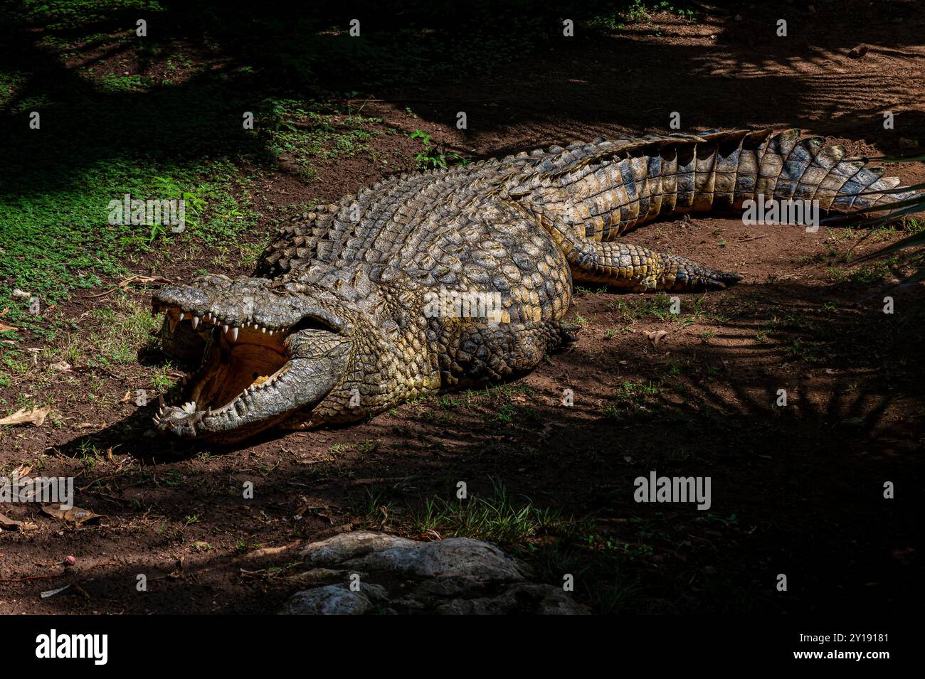 Crocodile Menorca Zoo Stock Photo - Alamy