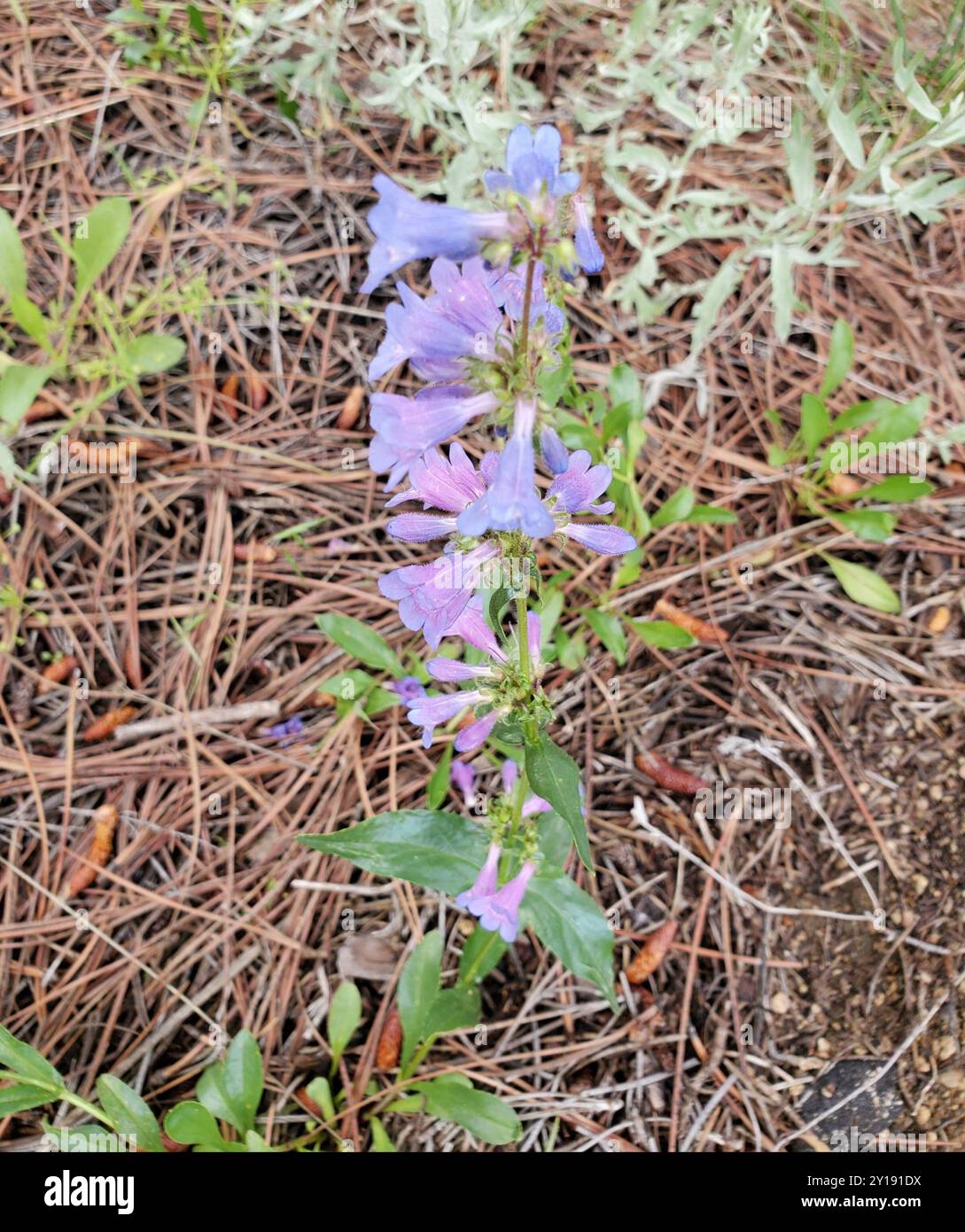 Front Range Beardtongue (Penstemon virens) Plantae Stock Photo - Alamy