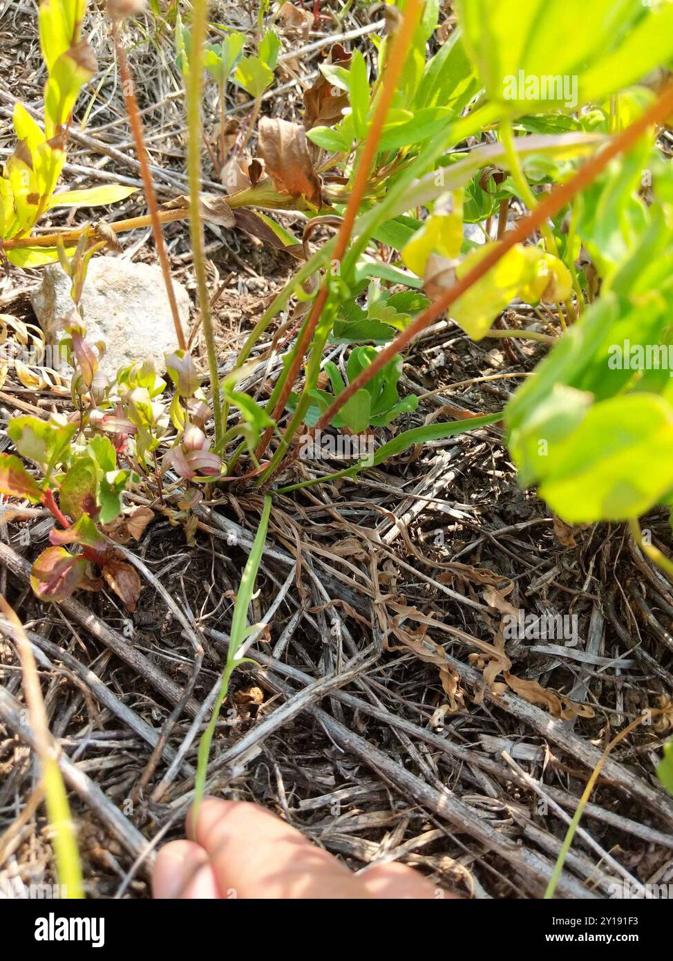 Tall Agoseris (Agoseris elata) Plantae Stock Photo - Alamy