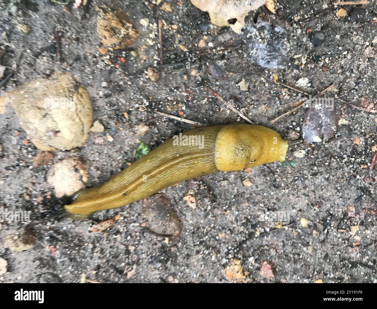 Southern Pacific Banana Slug (Ariolimax stramineus) Mollusca Stock ...