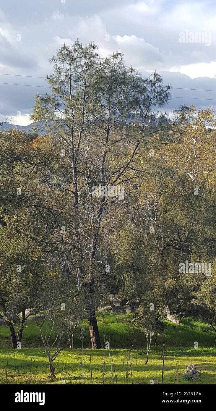 gray pine (Pinus sabiniana) Plantae Stock Photo - Alamy
